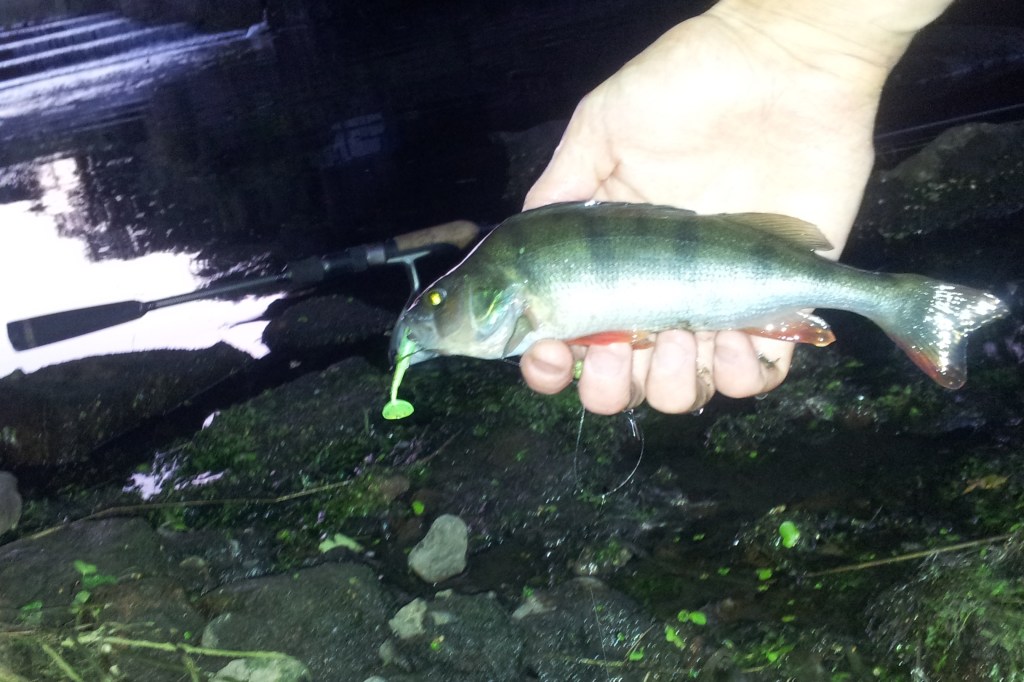 Perch In A Bad Place (Brentford) | The Incompleat Angler Blog